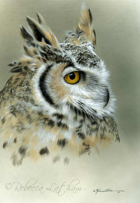 Owl Quick Draw | Paintings of Wildlife & Nature by Rebecca Latham